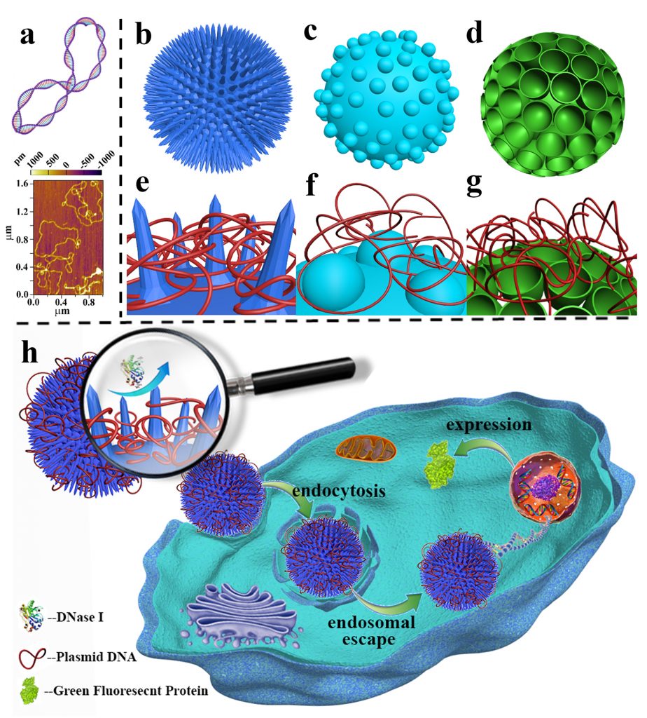 Plasmid DNA delivery: nanotopography matters - Australian National ...